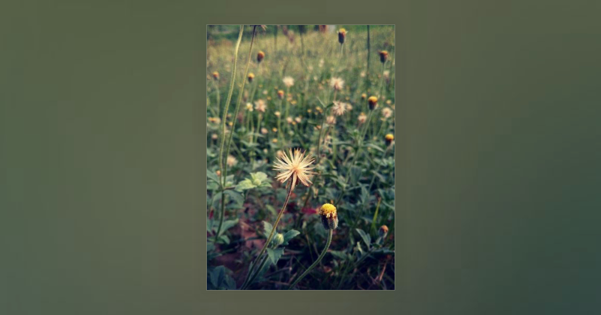 ดาวดอกหมอก โดย Sumroy | Fictionlog นิยายออนไลน์ นิยายแปล เว็บตูนถูก ...