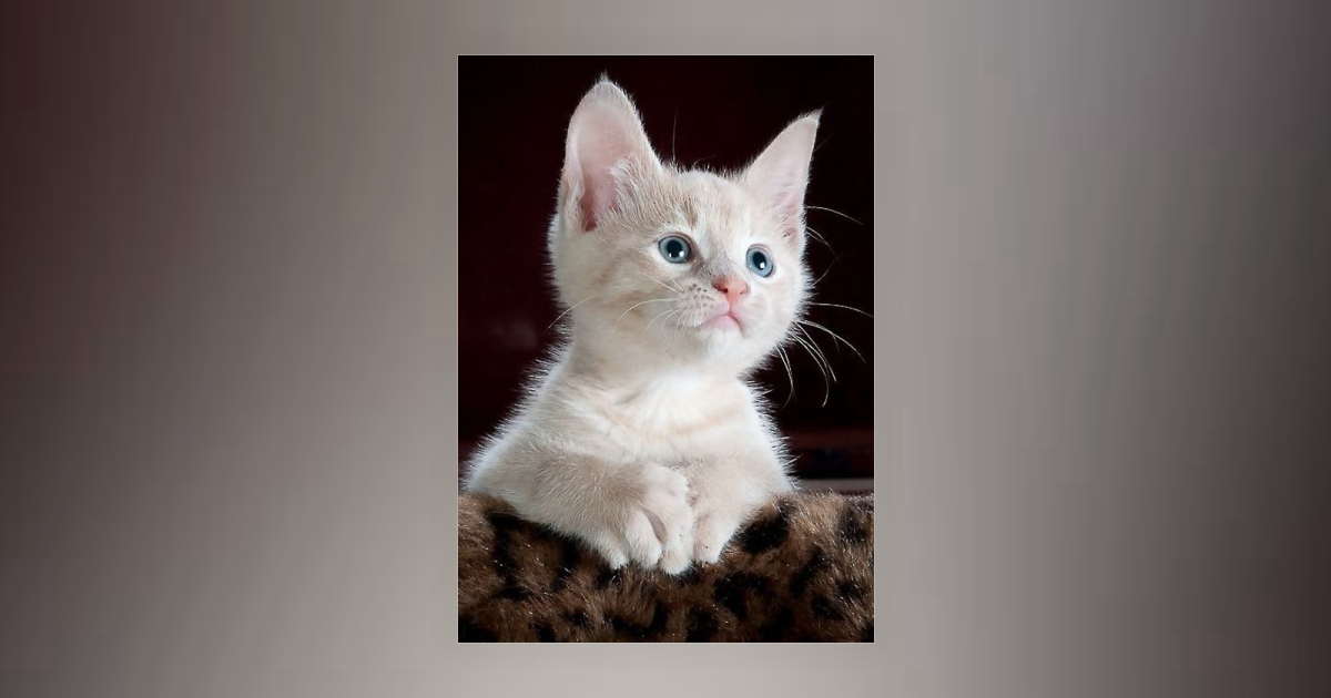 ผมเป็นตัวร้ายนะเลิกมาวอแวสักที! โดย Pm.Cat | Fictionlog นิยายออนไลน์ ...