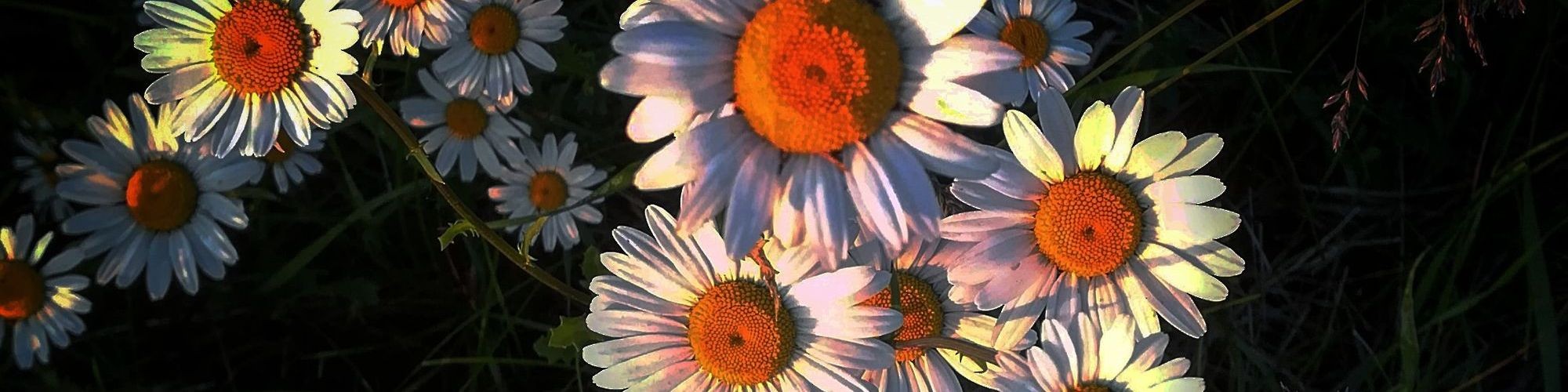 Szz | Fictionlog นิยายออนไลน์ นิยายแปล เว็บตูนถูกลิขสิทธิ์ สนุกครบรส!